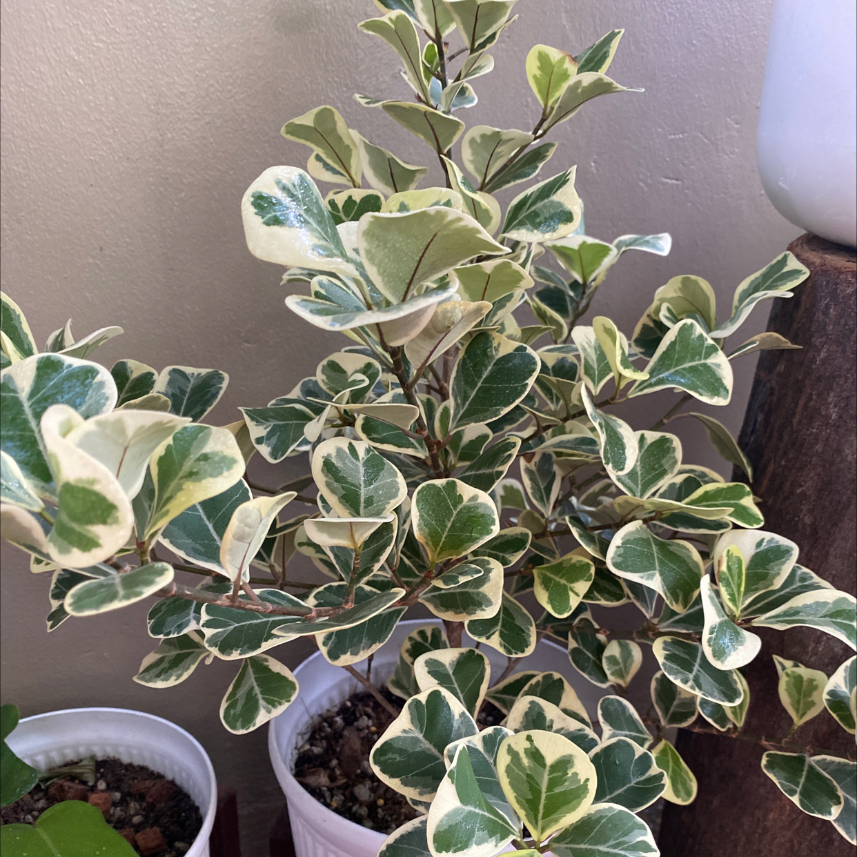 ficus triangularis 'variegata' temperature
