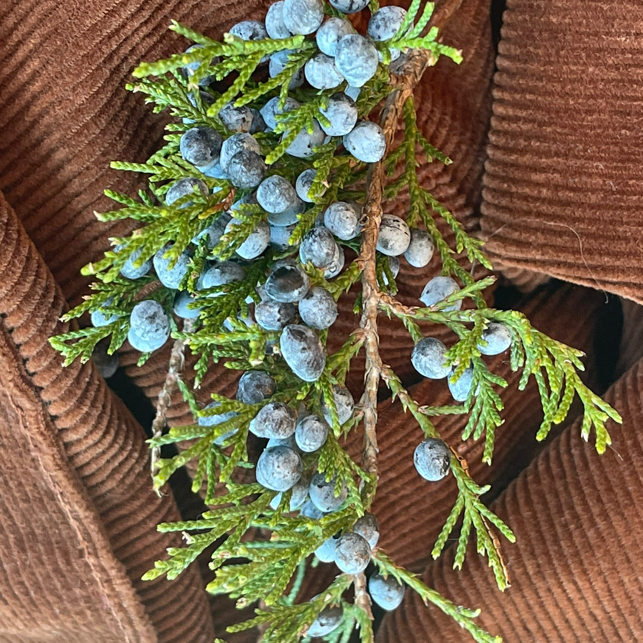 Propagating American Juniper: Step-by-Step Guide