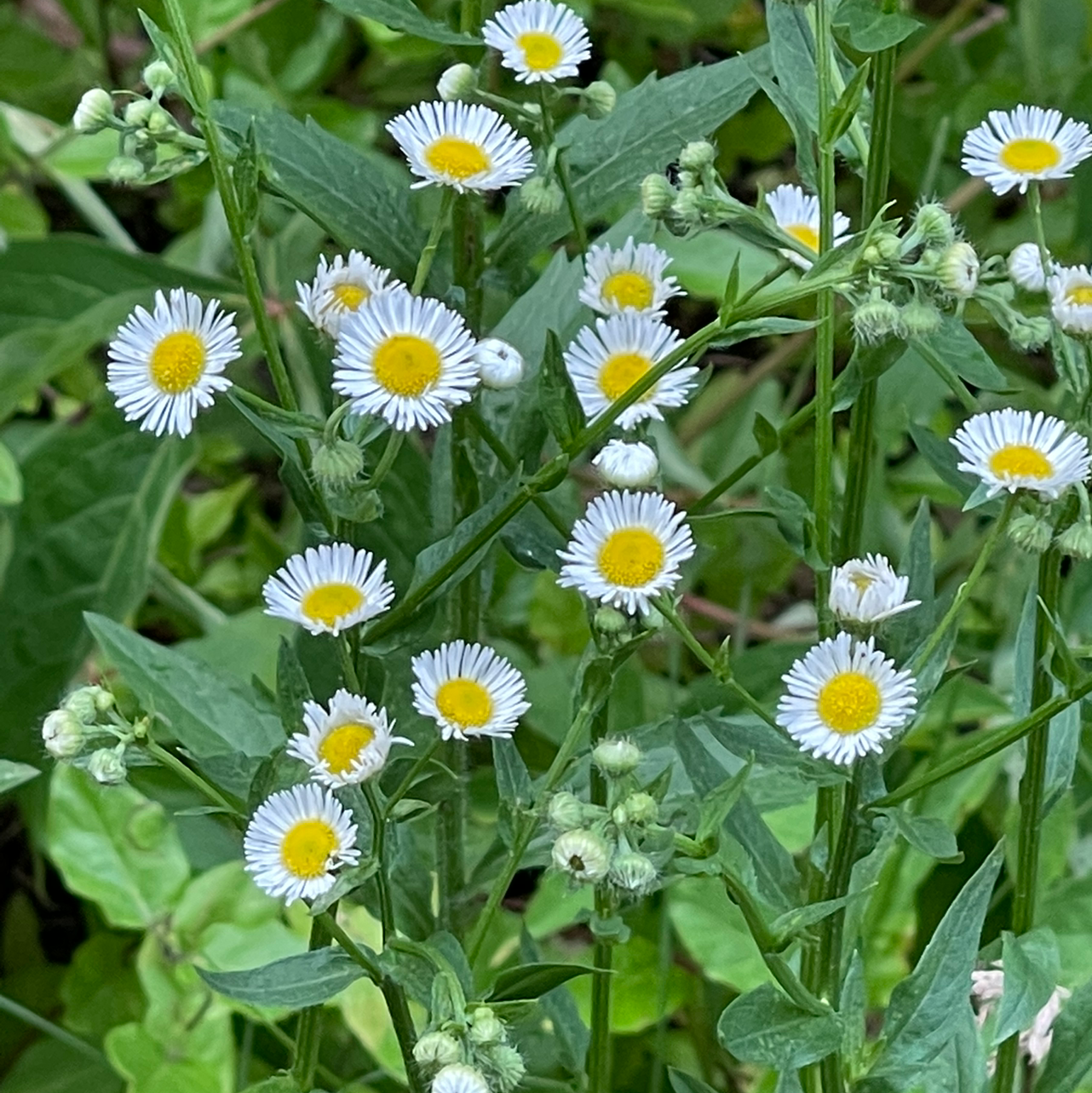 Symbolism and Benefits of the Annual Fleabane
