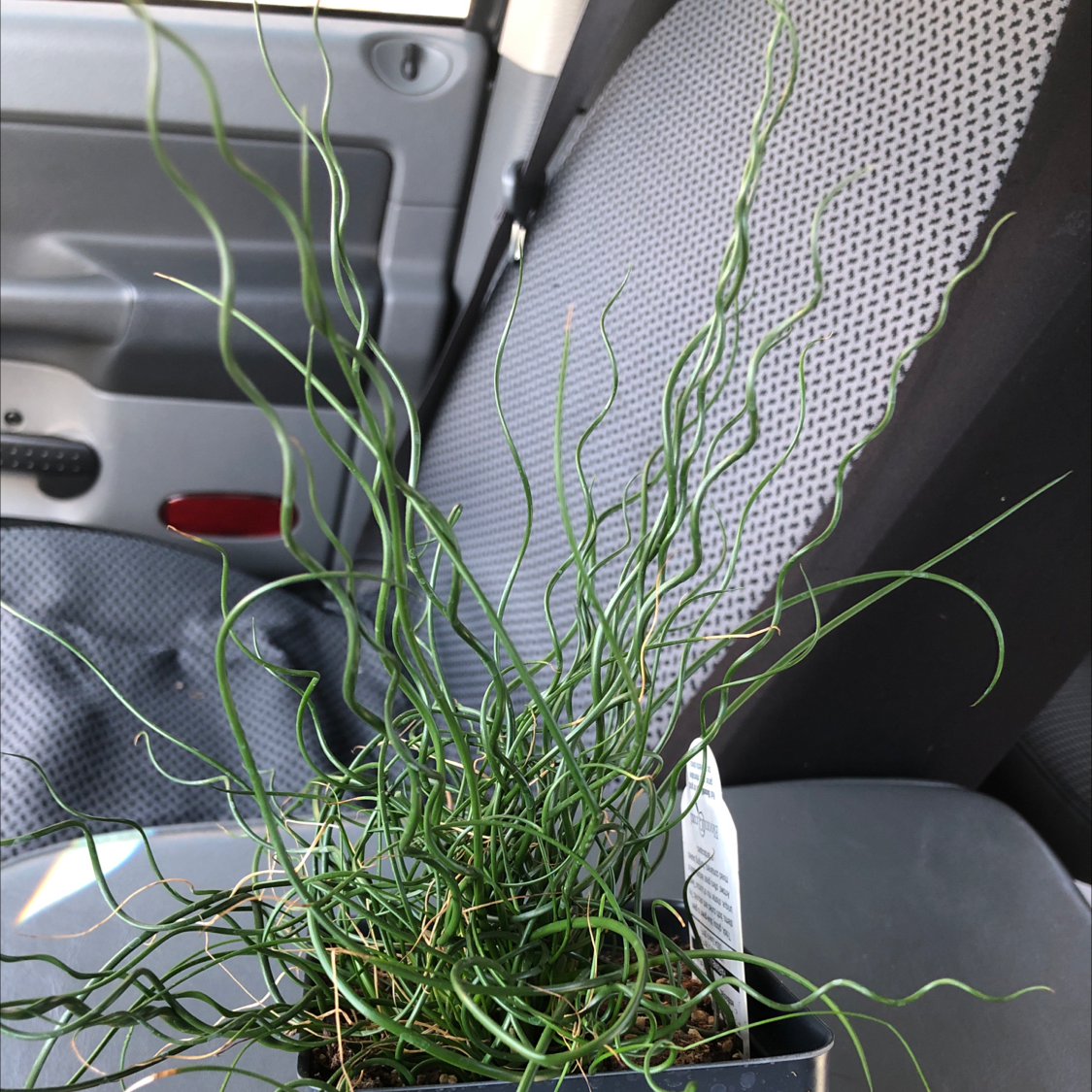 10 Advantages of Having a Common Rush