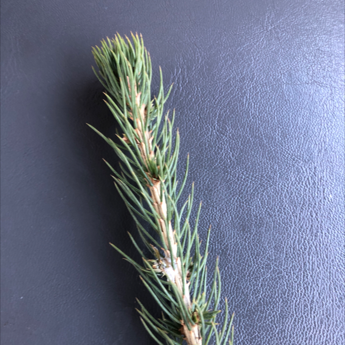 Propagating Your Mugo Pine: Step-by-Step Guide