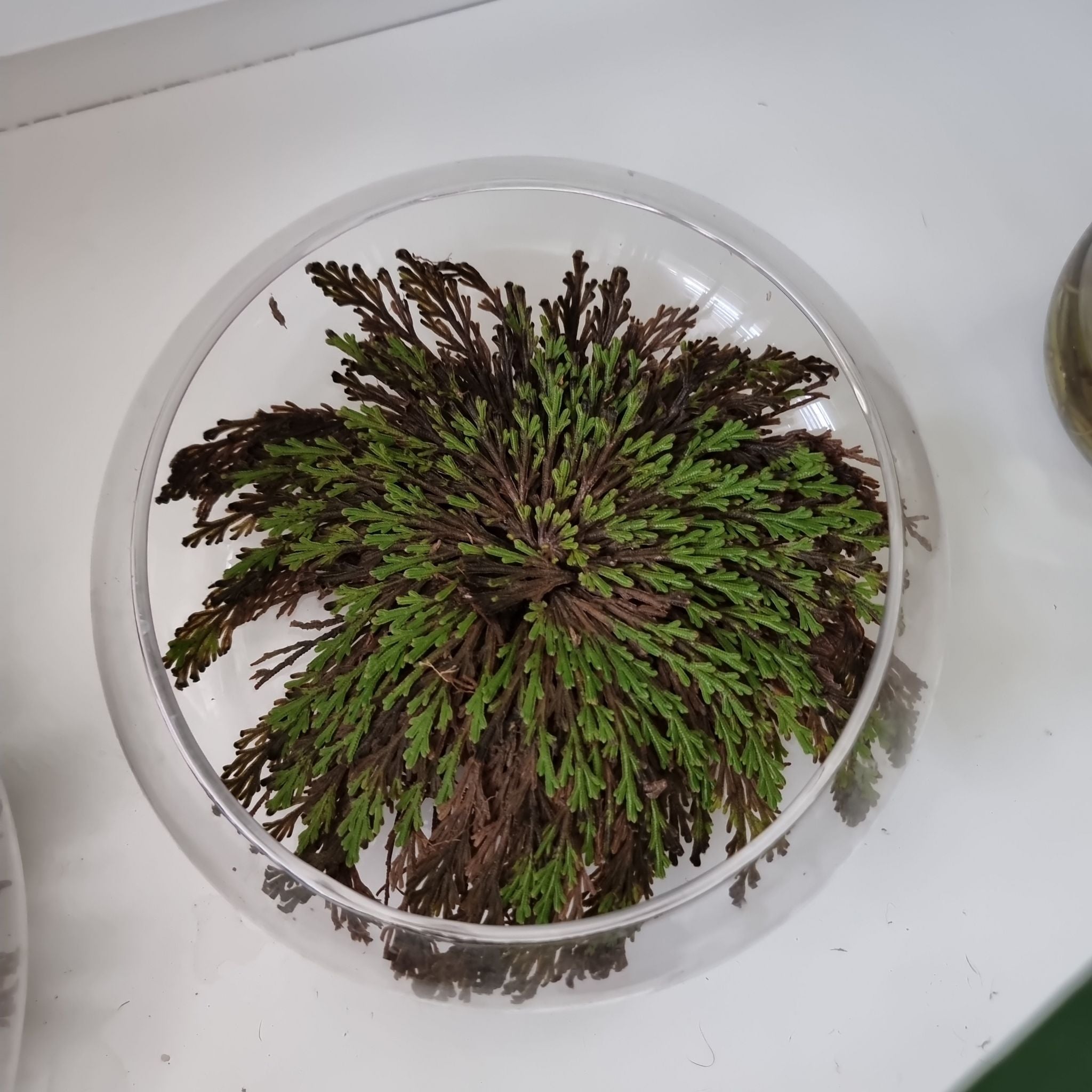 Rose of Jericho Root Rot Solutions