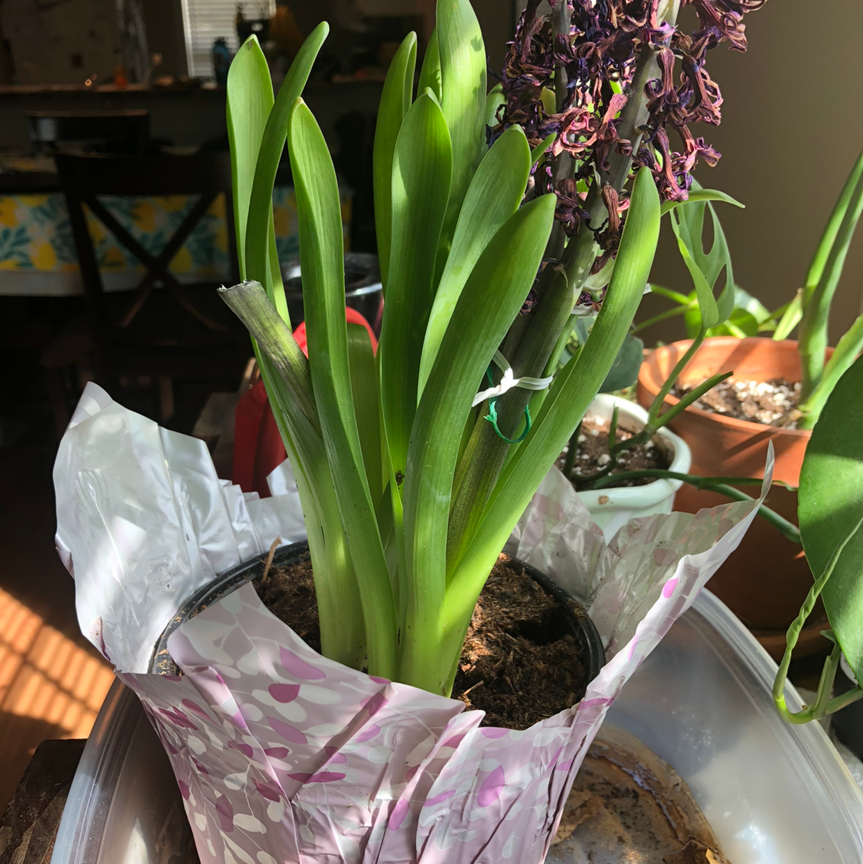 💧 Why Are My Garden Hyacinth Leaves Droopy?