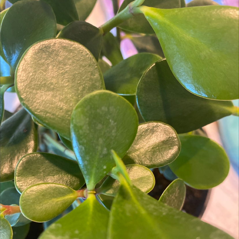 🐛 What To Do About Bugs on My Dwarf Clusia?