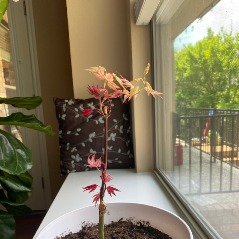 What Are The Bugs on My Japanese Maple? 🐛