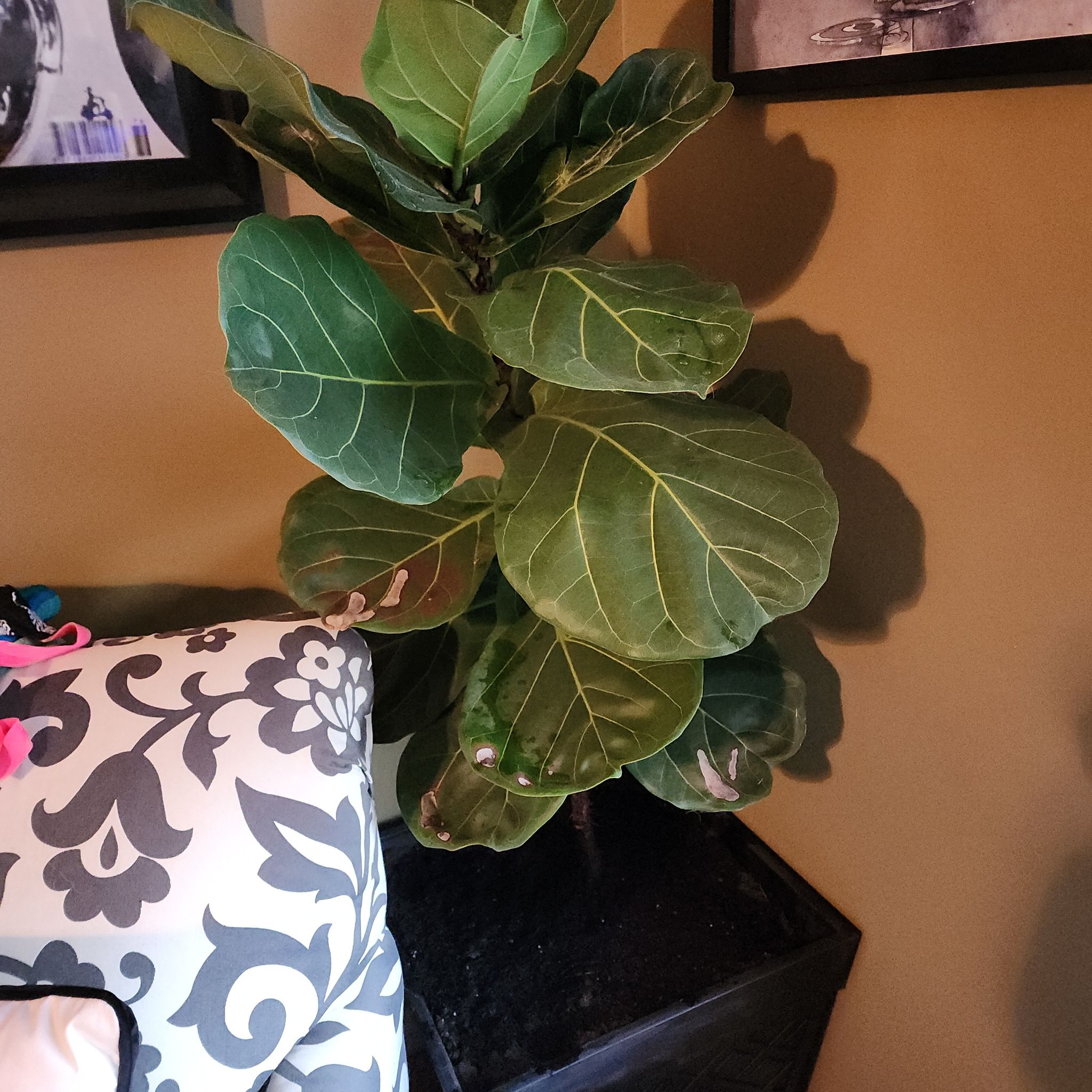 Issac | A plant by @ShinyCapnoides on Greg