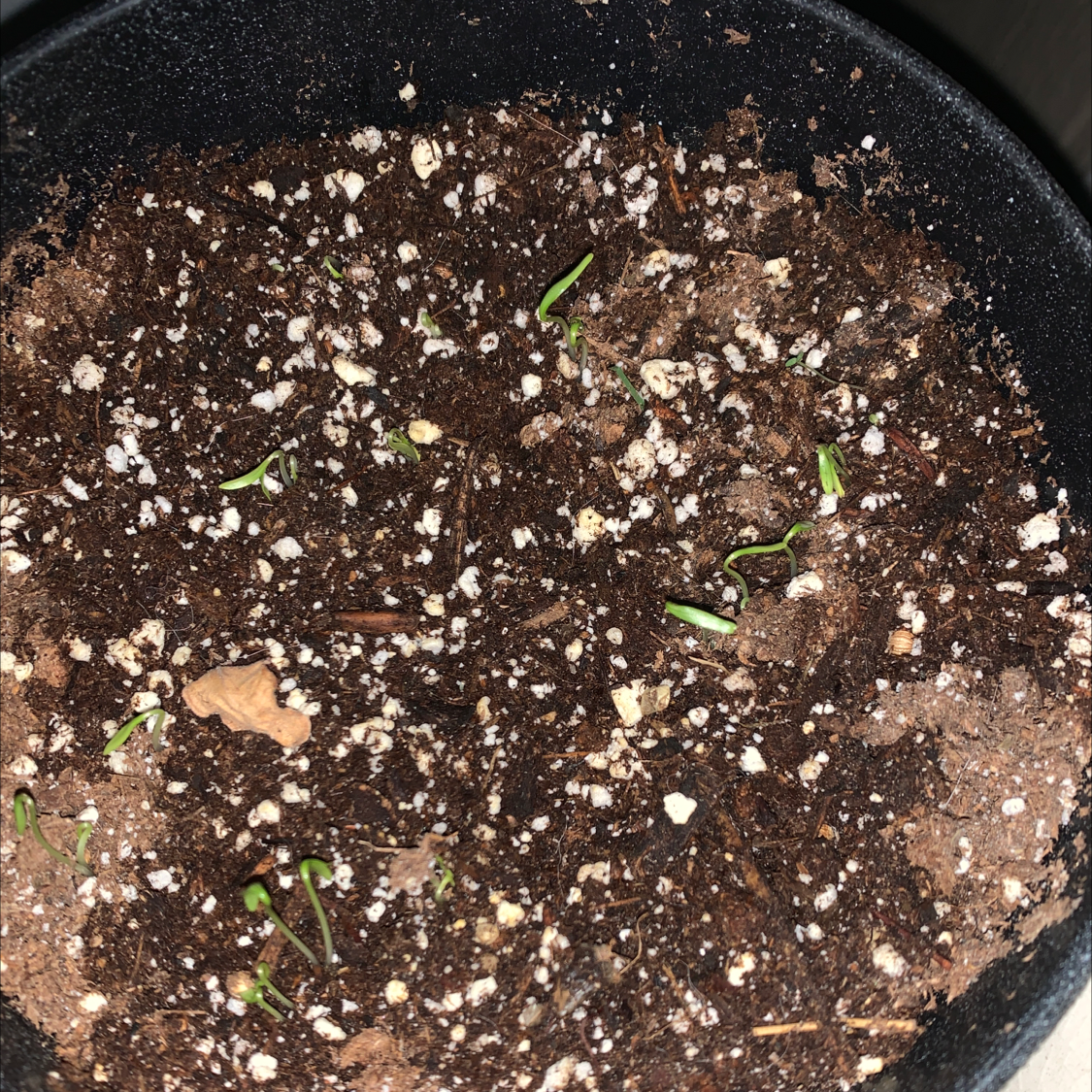 Best Soil for Coriander