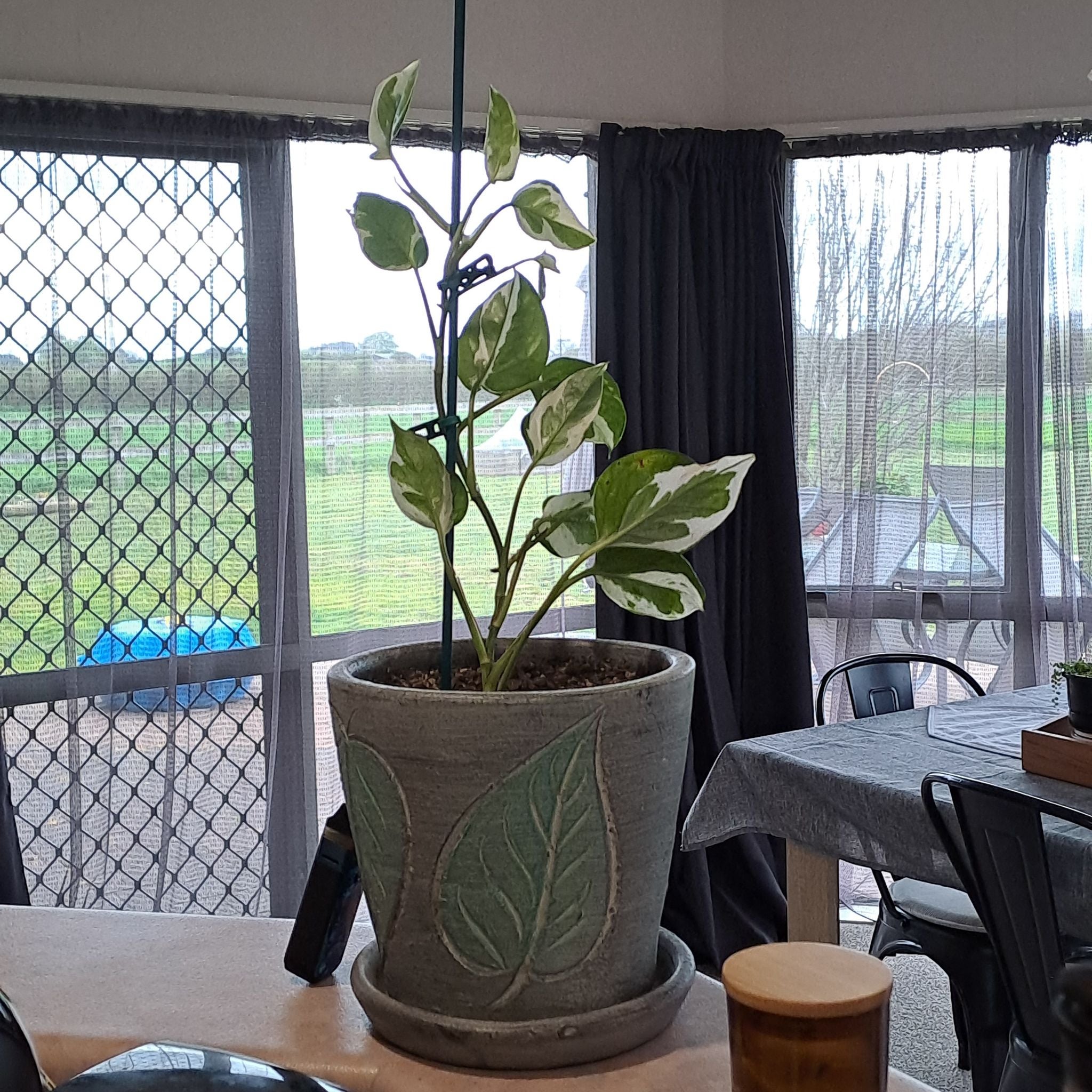 🌡 What Is A Good Temperature Range For My Glacier Pothos?