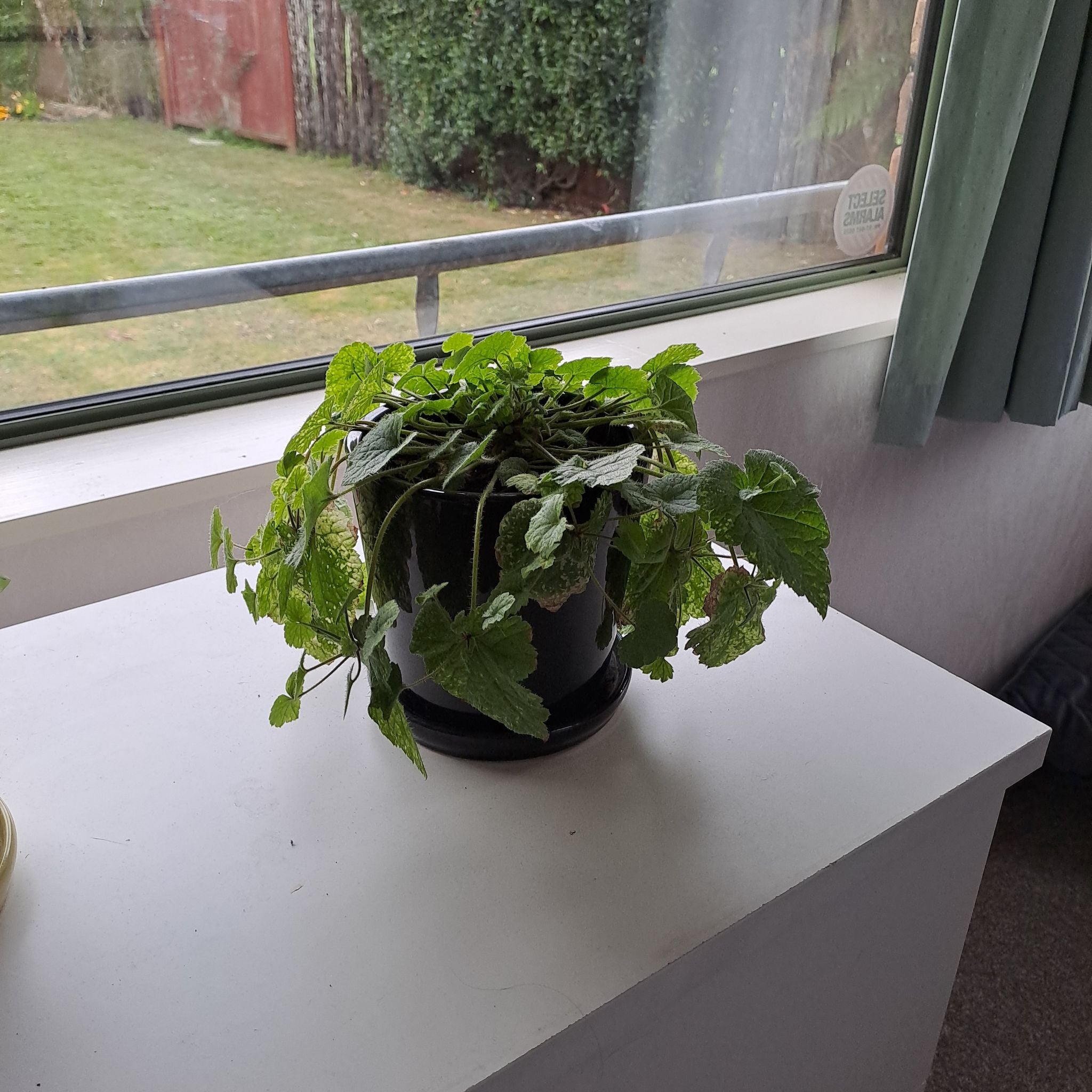 Black Spots on My Piggyback Plant Leaves