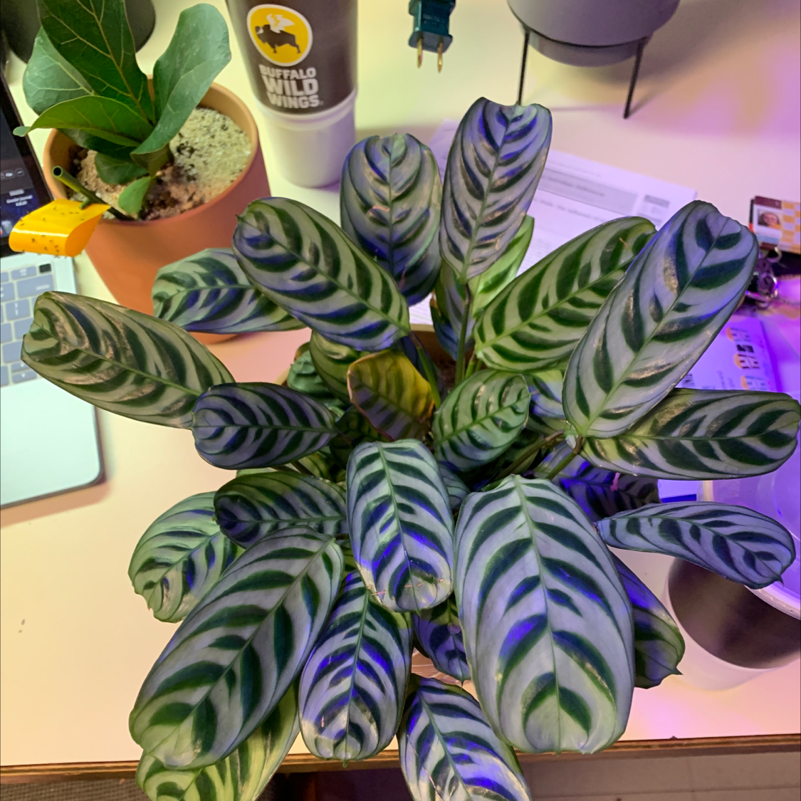 Why Are My Fishbone Prayer Plant Leaves Curling?