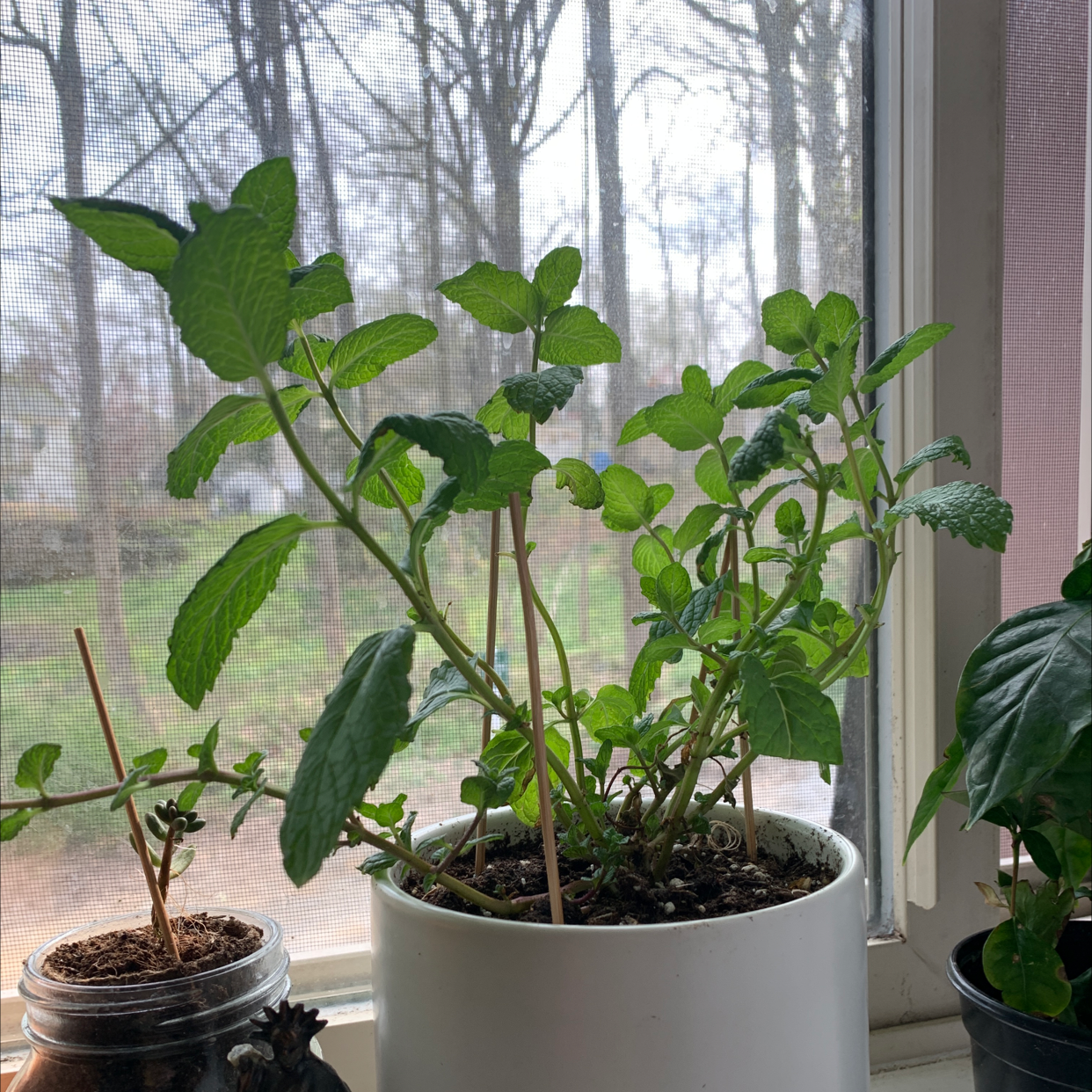 10 Advantages of Having a Mexican Mint