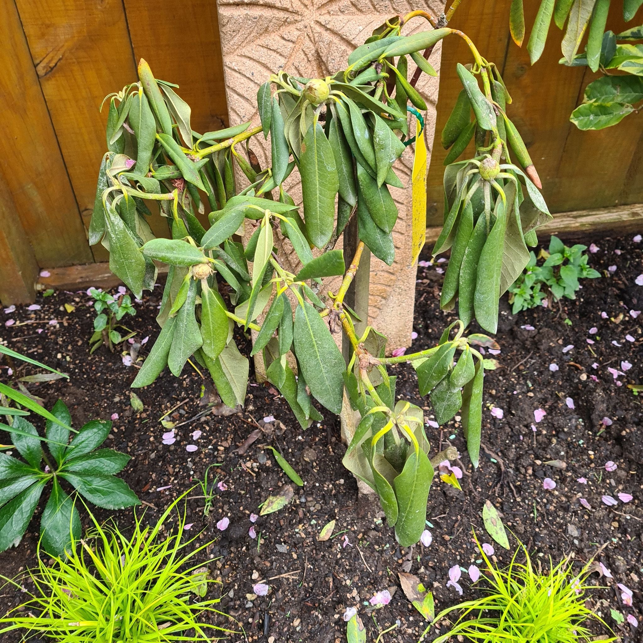 What Should I Do When Great Laurel Leaves Turn Yellow?