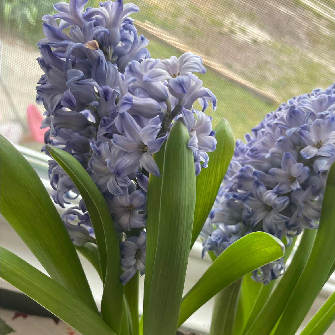 How Should Garden Hyacinth Be Cut Back?