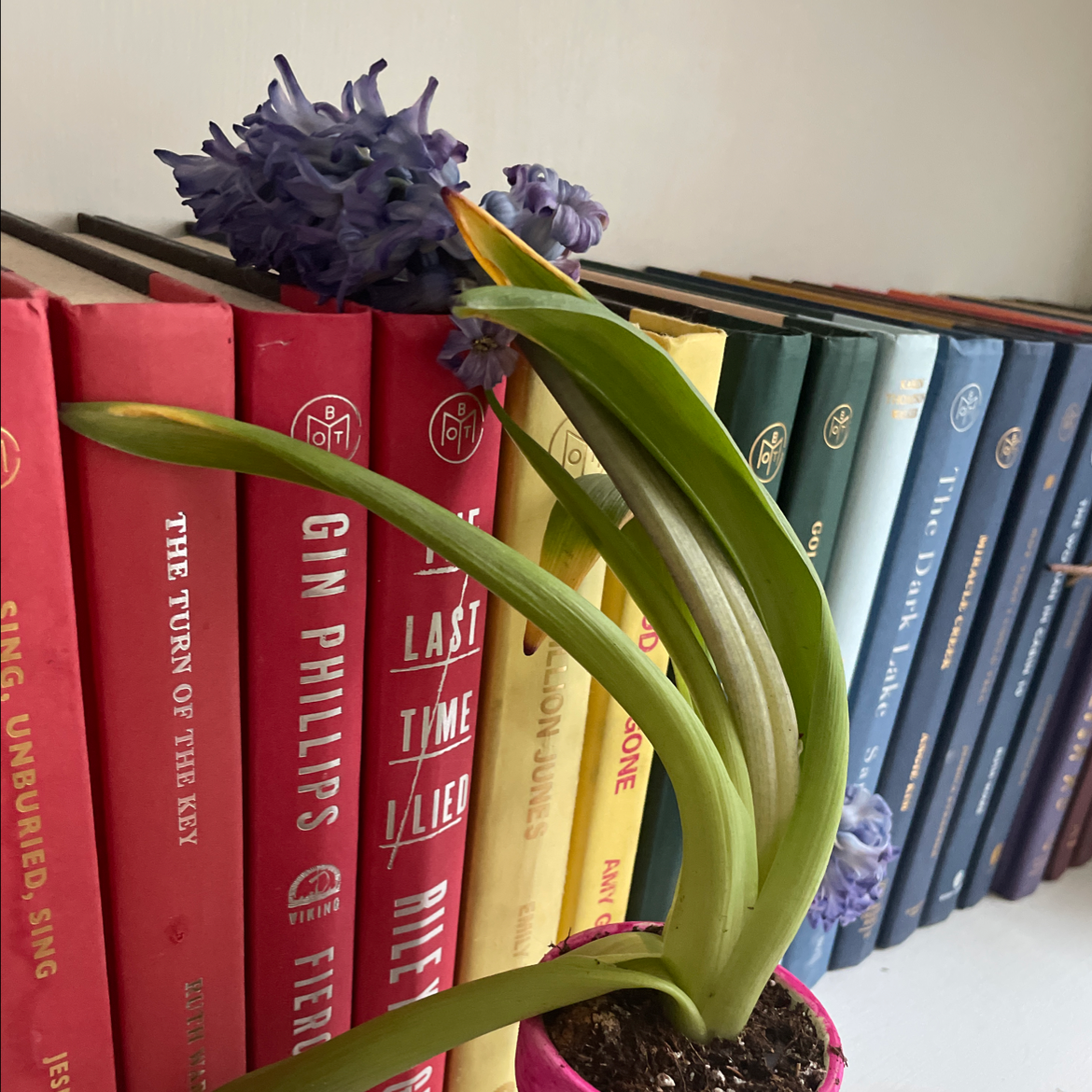 💧 Why Are My Garden Hyacinth Leaves Droopy?