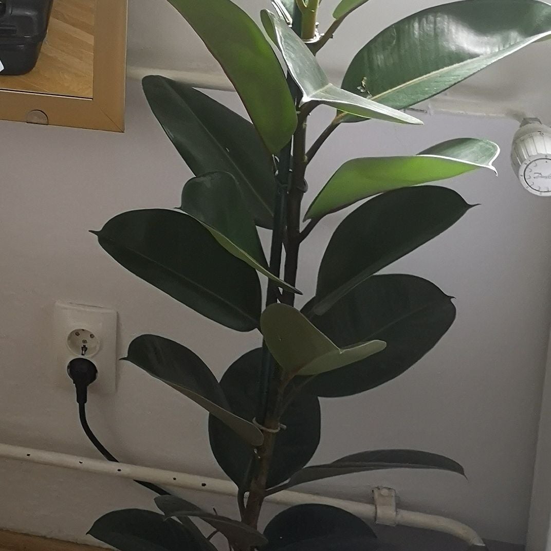 Propagating Ficus Robusta: Step-by-Step Guide