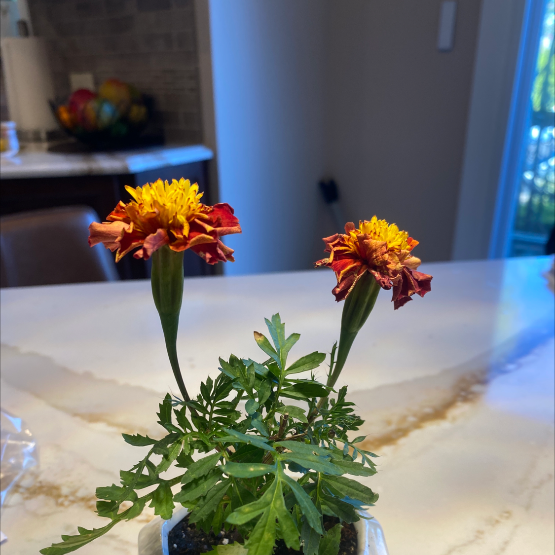 🌡 What Temperature Should My Marigold Be Kept At?