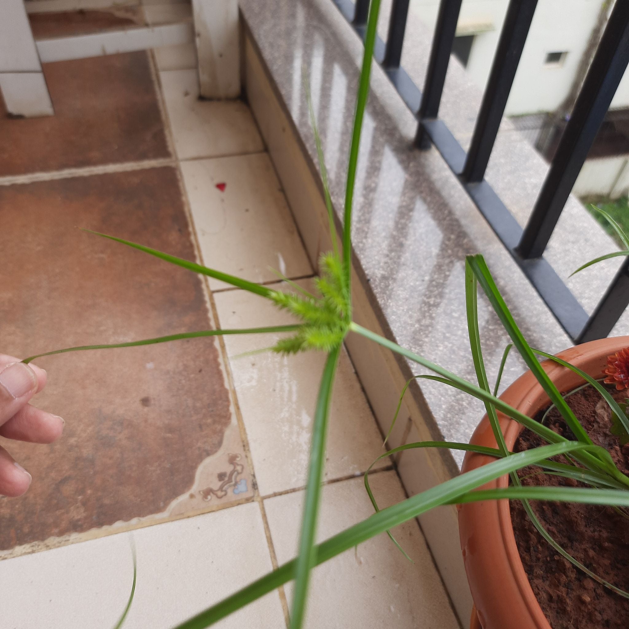 Personalized False Nutsedge Care: Water, Light, Nutrients | Greg App