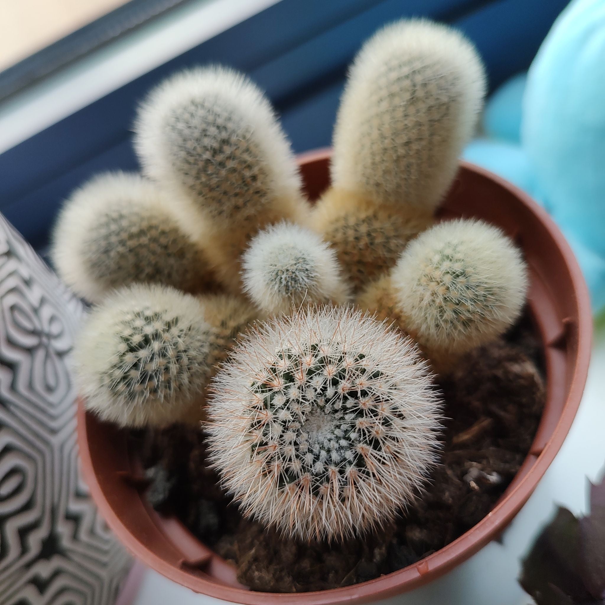 🌵 10 Benefits of Having a Silver Ball Cactus