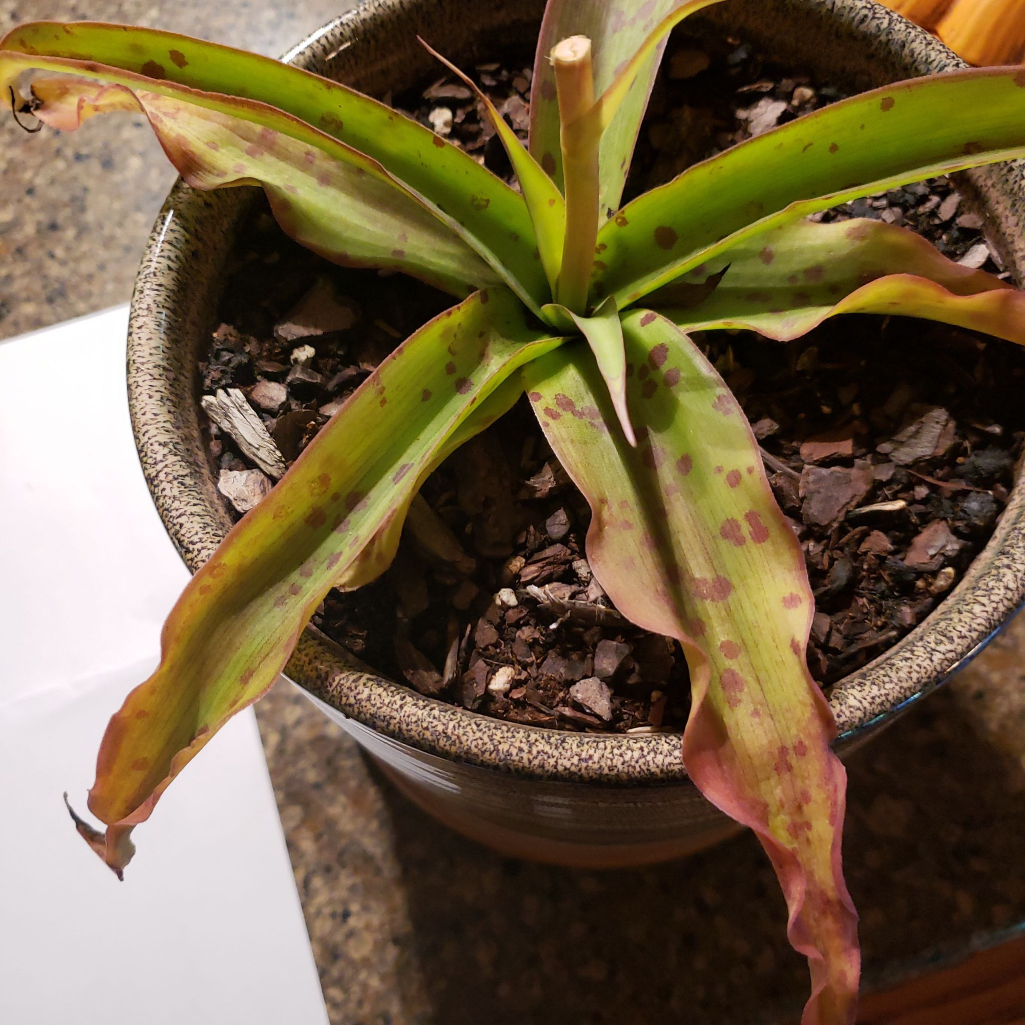 How Can You Tell If A False Aloe Is Dying?