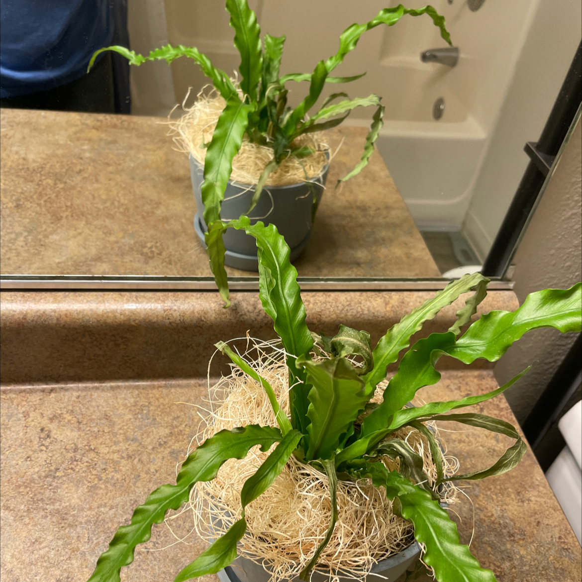 🌞 Light Requirements For My Crispy Wave Fern