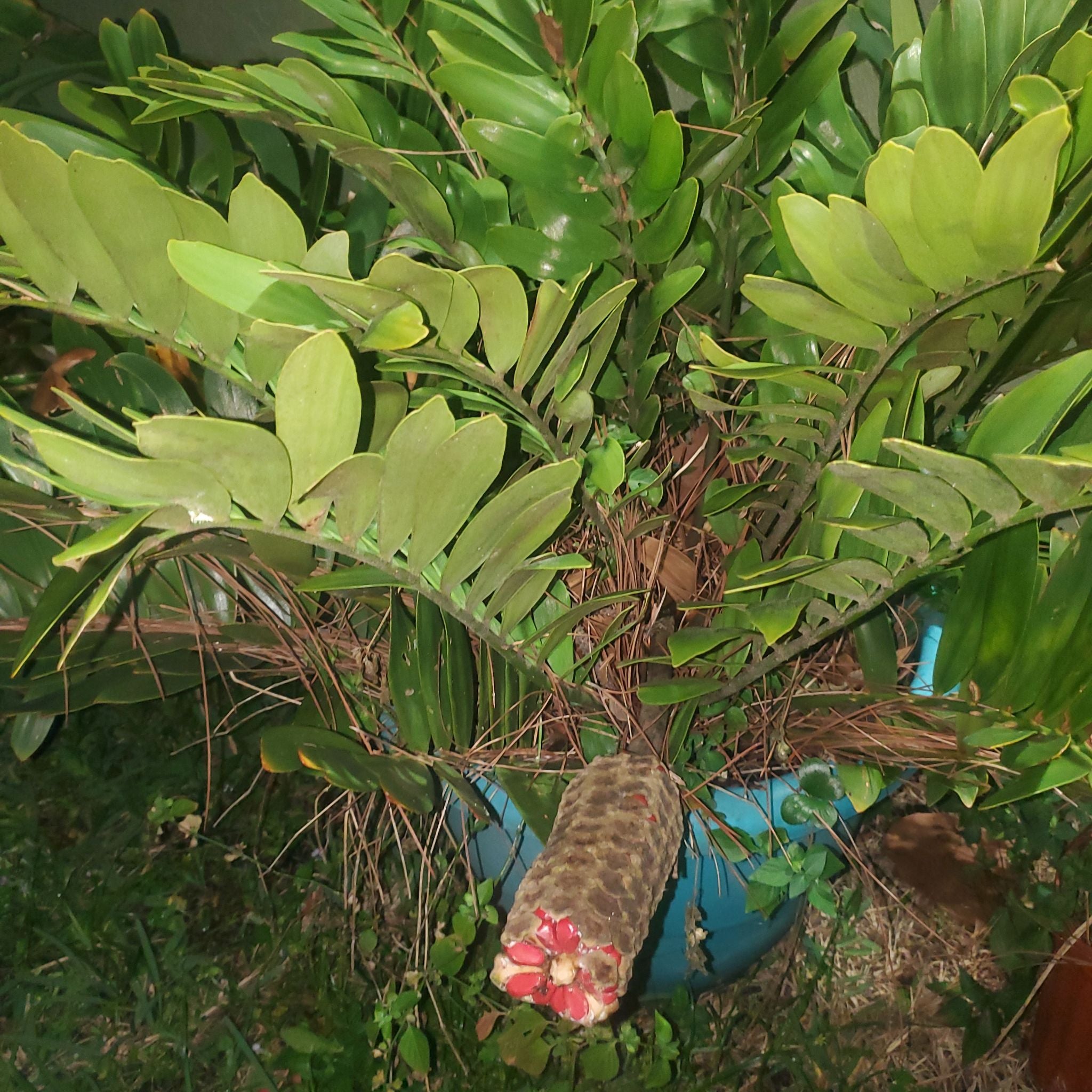 How Do I Propagate My Cardboard Palm?