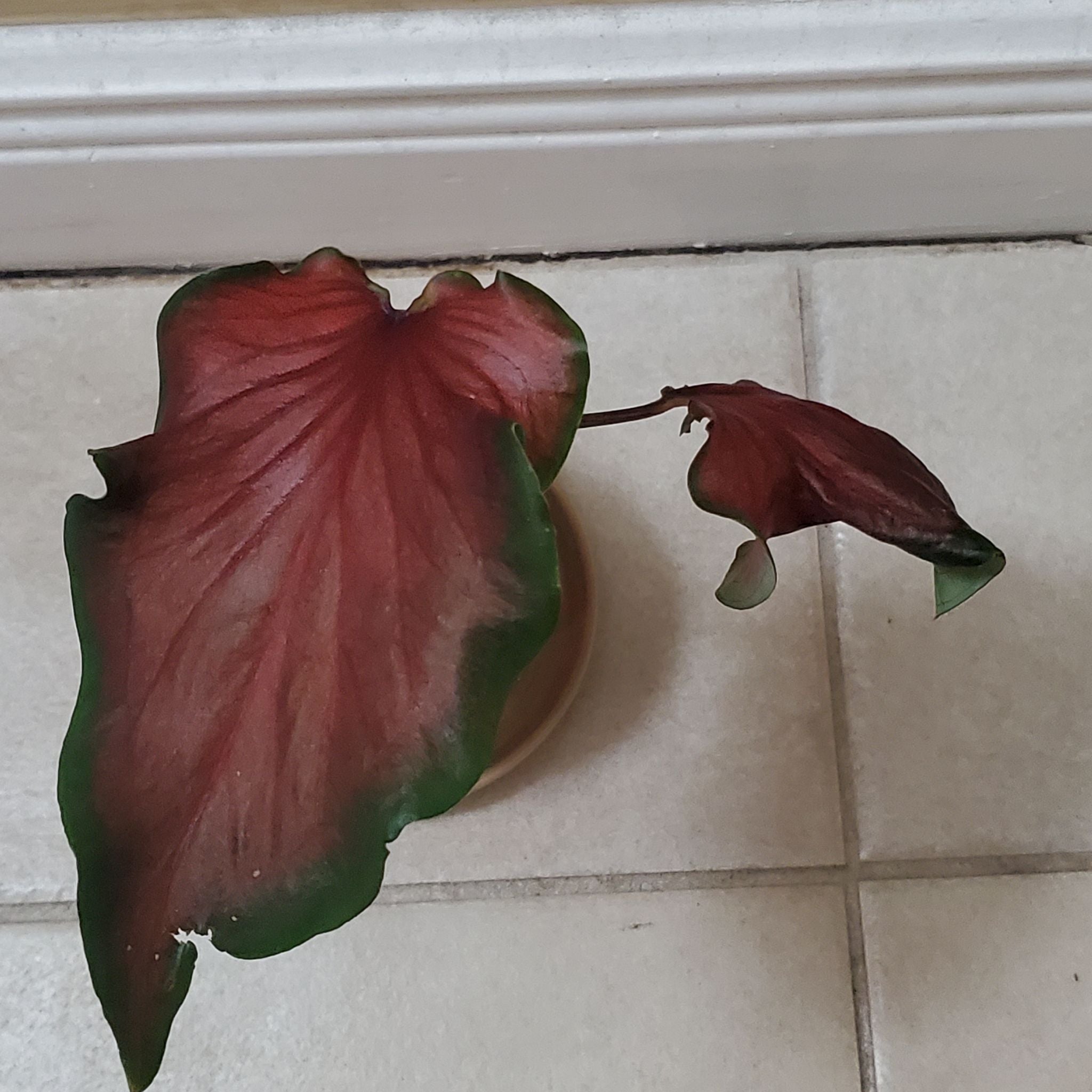 Frieda | A plant by @Katiekinns on Greg