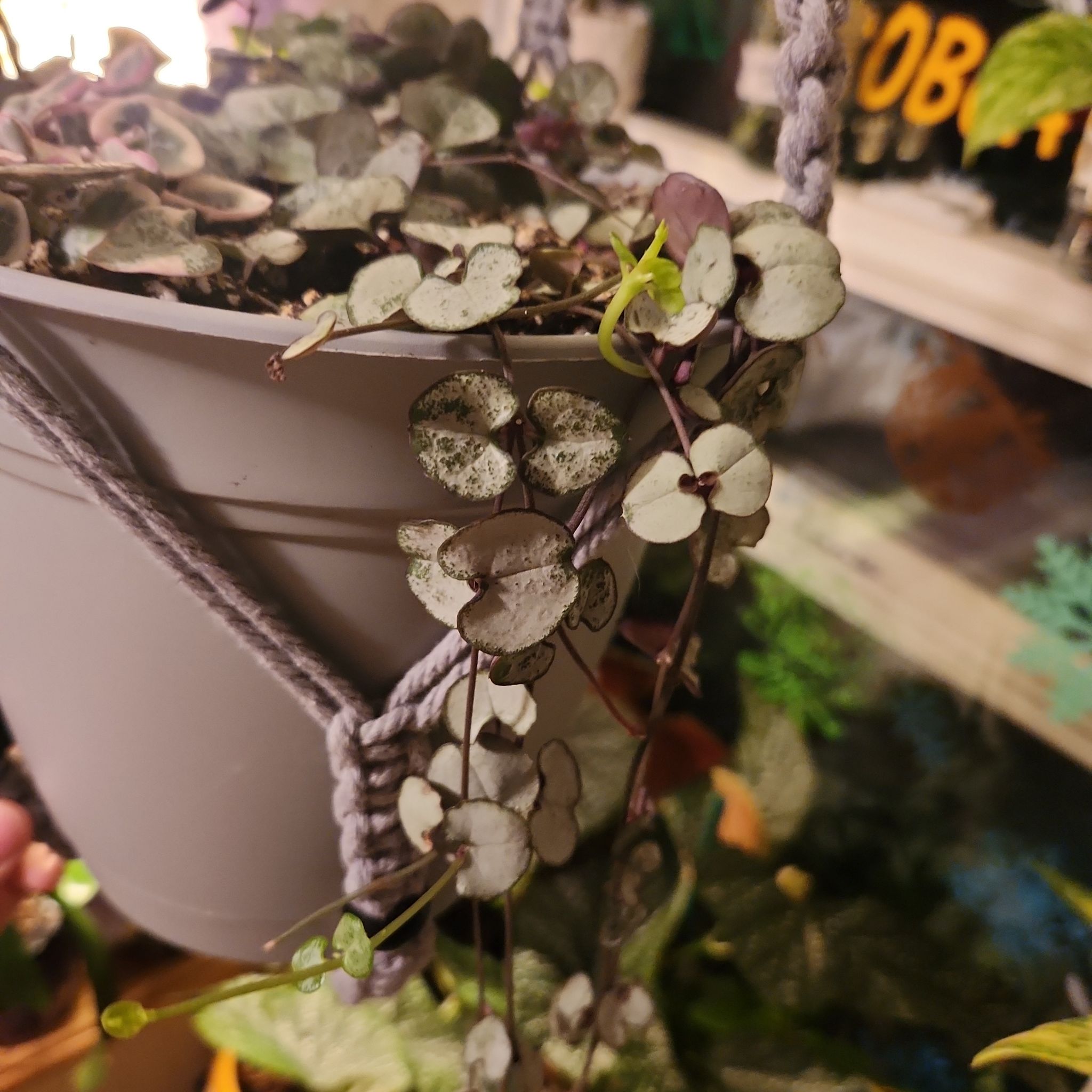 String of Hearts 'Silver Glory' Humidity