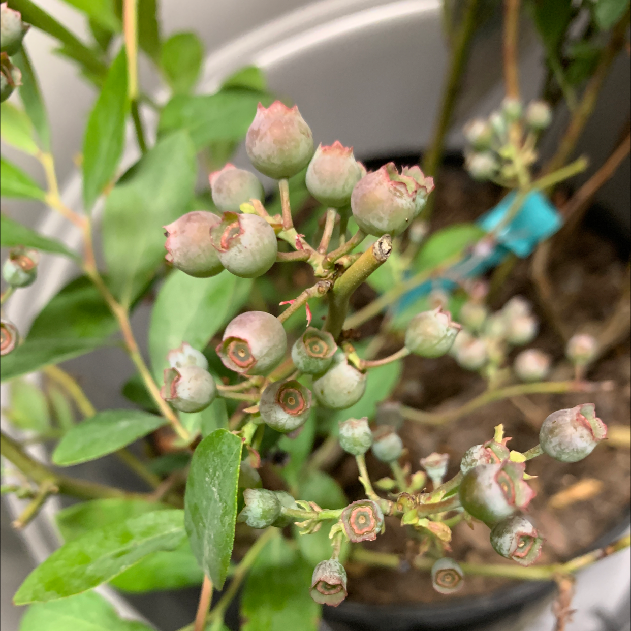 10 Benefits of Having an American Blueberry