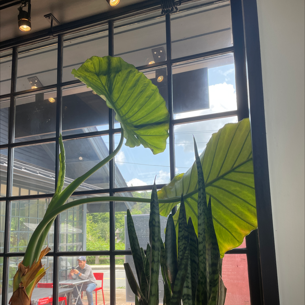 Propagating Giant Taro: The Ultimate Guide