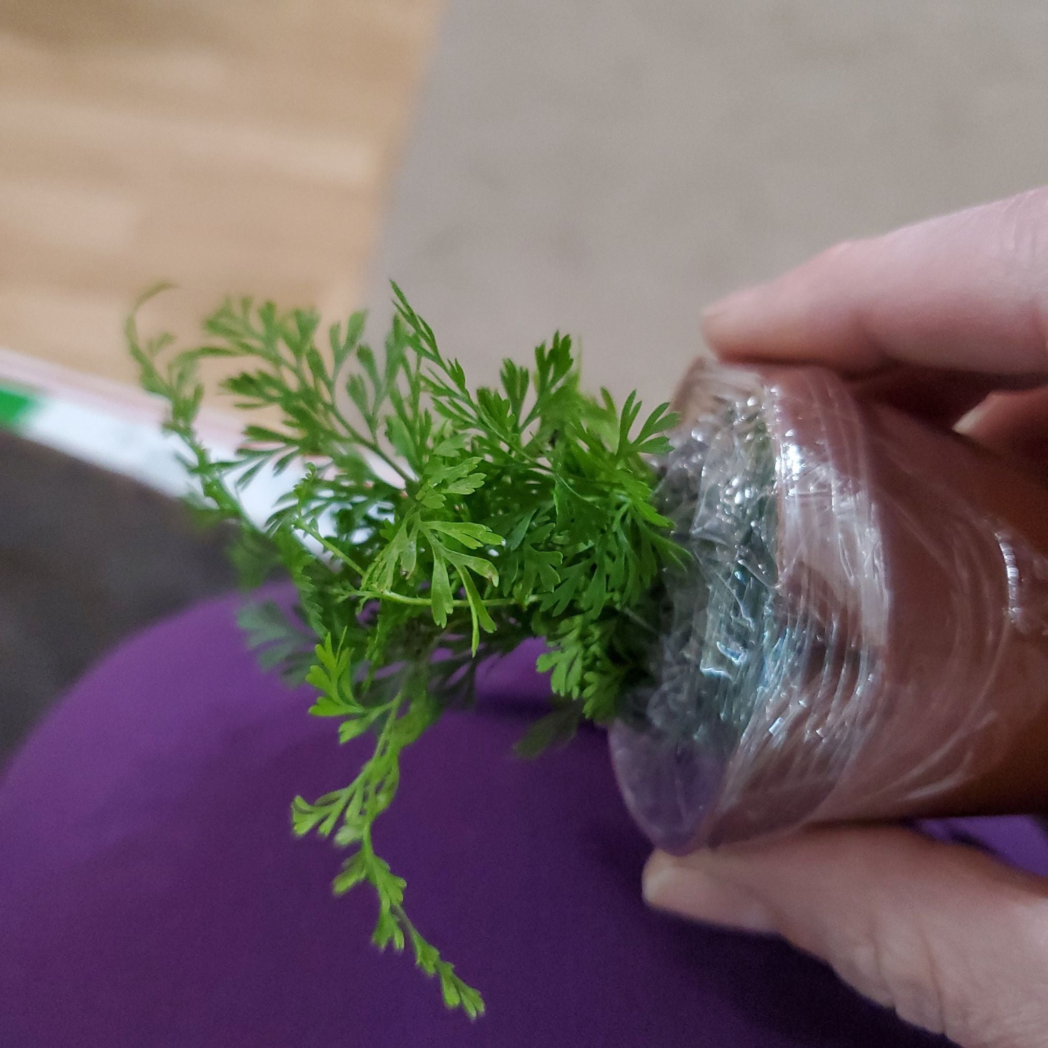 10 Advantages of Having a Dog Fennel