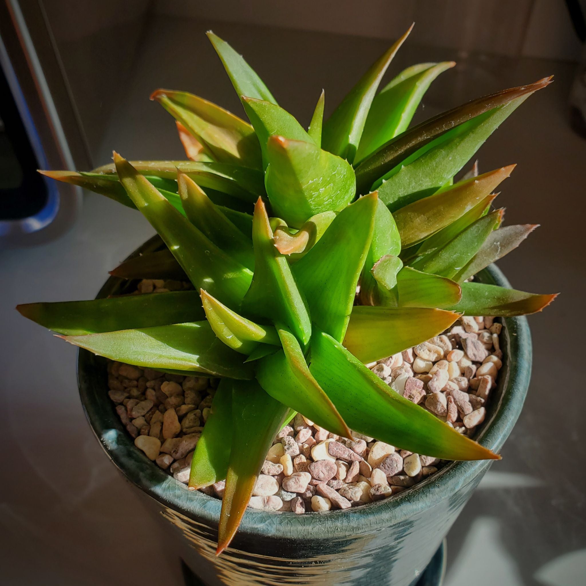What Do I Do About alworthia 'black gem' root rot?