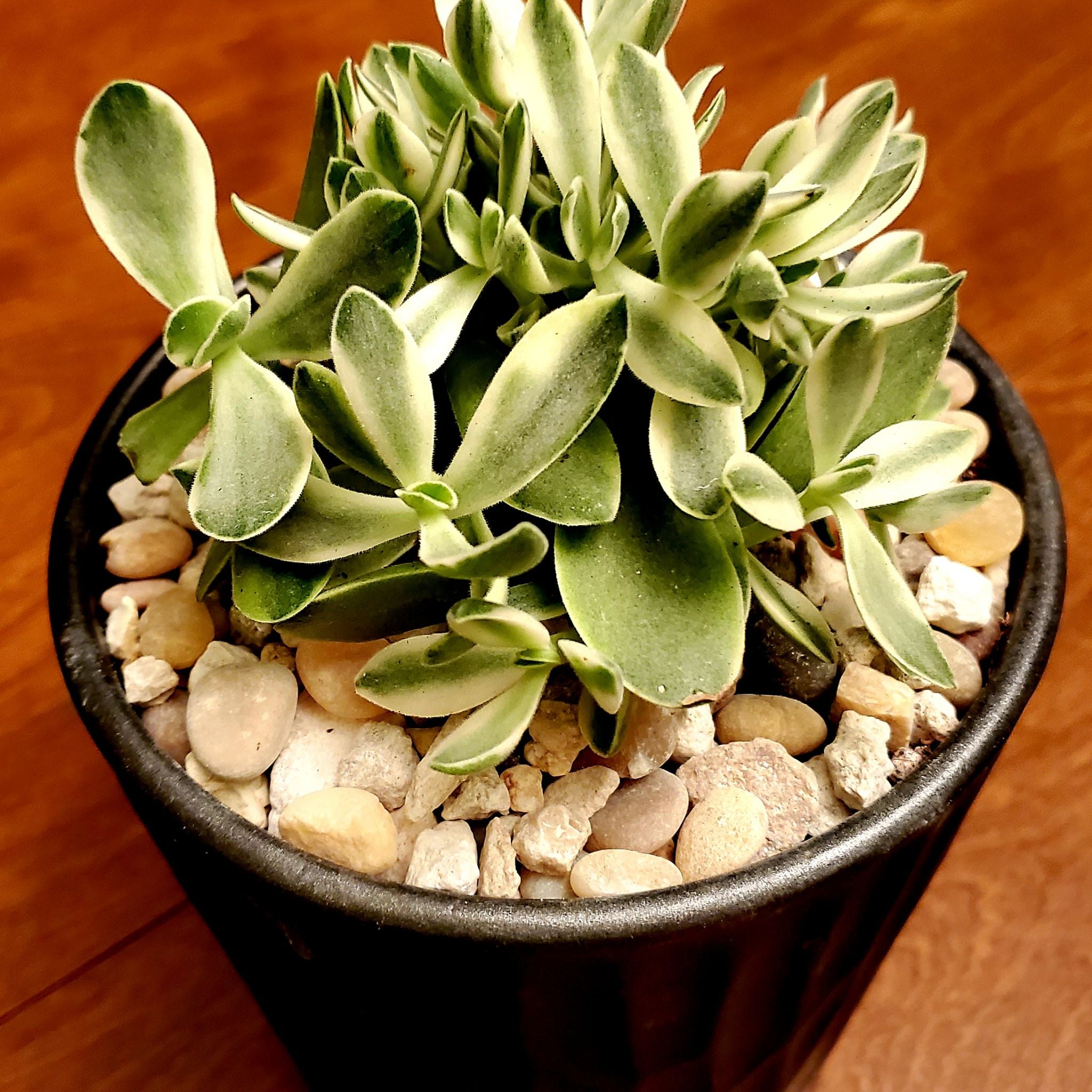 Propagating My Variegated Jade Plant: Step-by-Step Guide