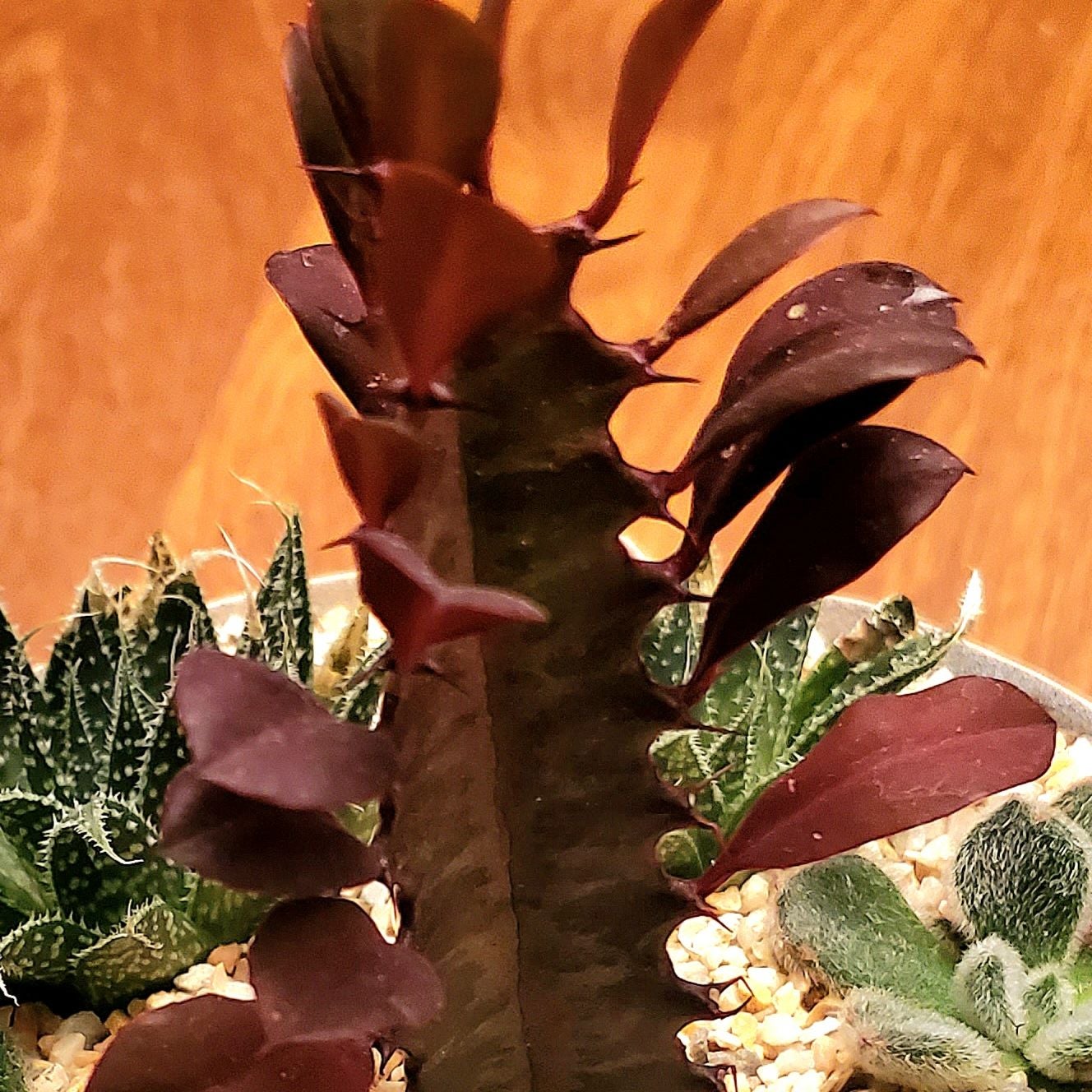 Why Does My Euphorbia 'Royal Red' Have Yellow Leaves? 🍂