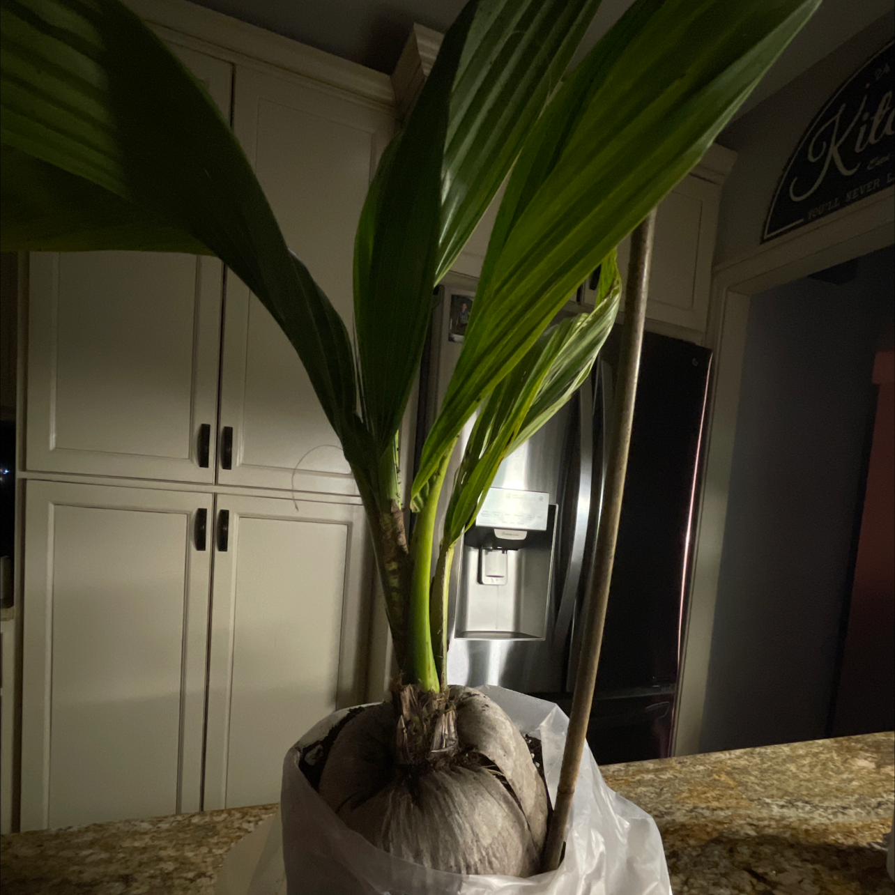 🥥 When and Where Should I Trim My Coconut?