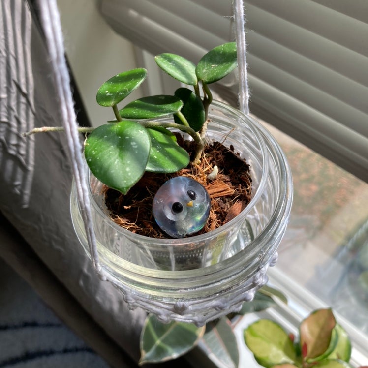 Symbolism and Benefits of the Hoya 'Mathilde'