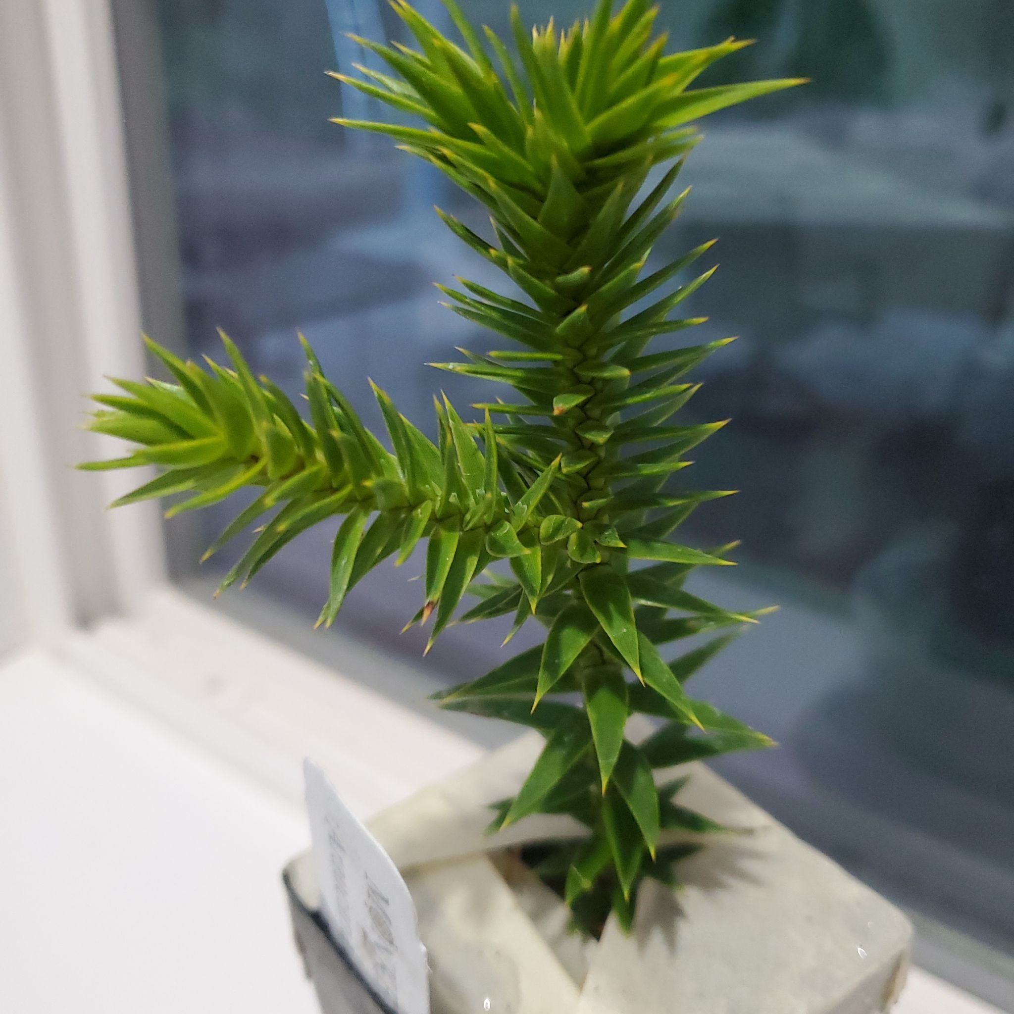 🐒 When and Where Should I Trim My Monkey Puzzle Tree?