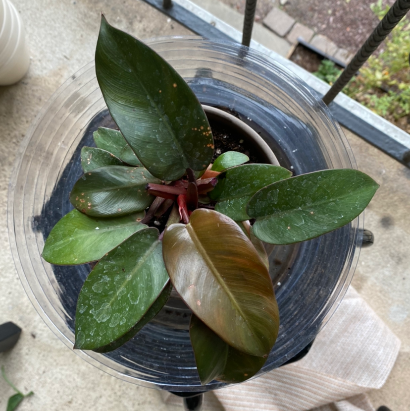 Diagnosing philodendron 'black cardinal' root rot