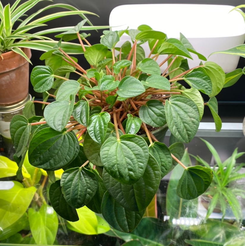 Rana Verde Peperomia Plant Care: Water, Light, Nutrients | Greg App 🌱