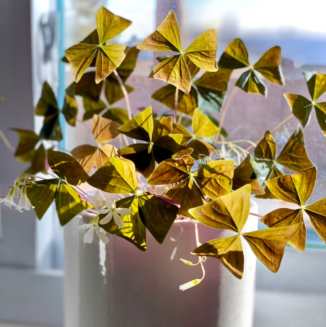 Why Are There Brown Spots on My Purple Shamrocks?