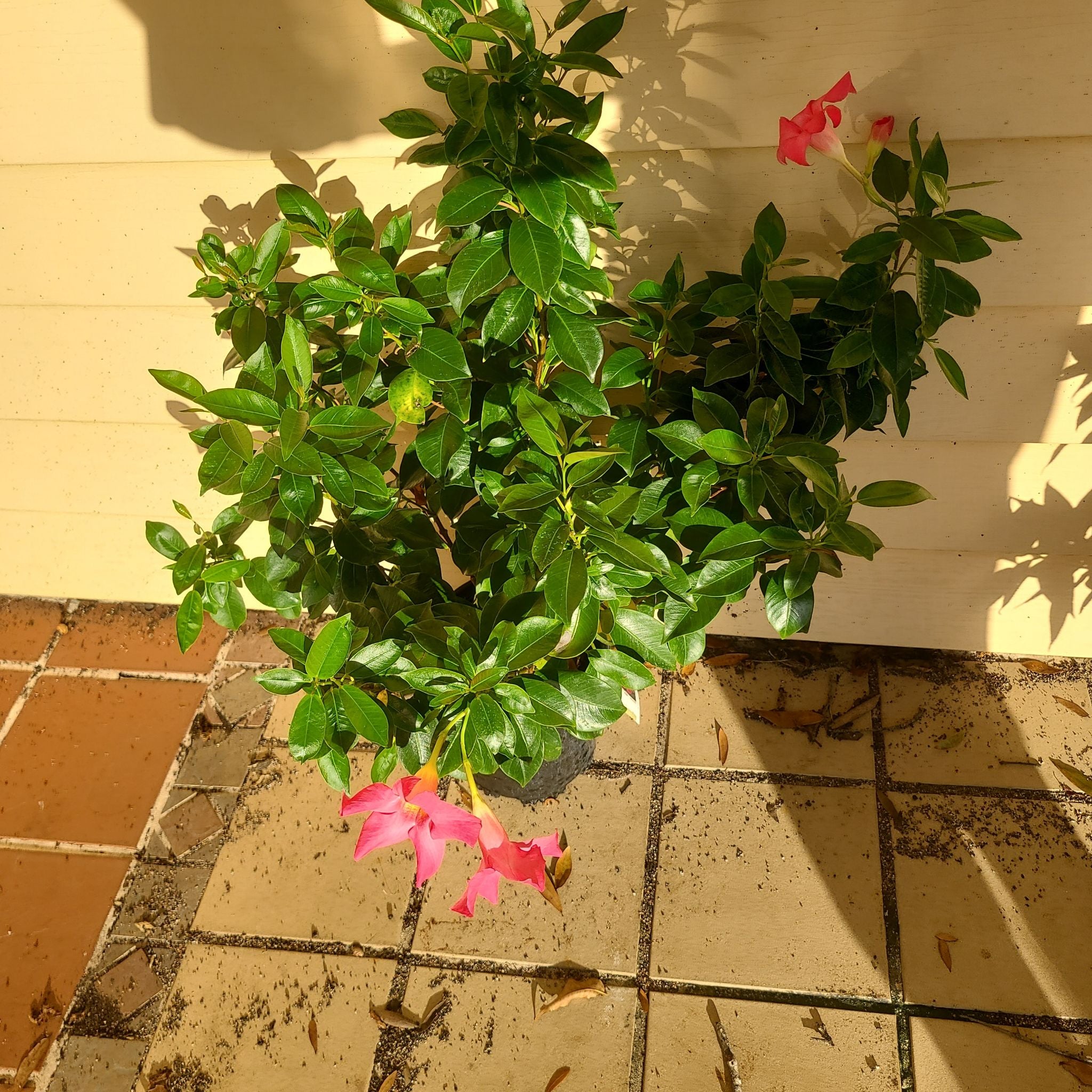 How to Get a Dipladenia 'Rio' to Bloom