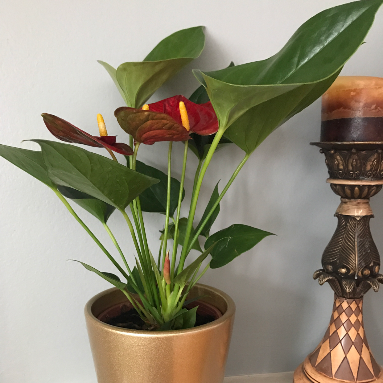 🦩 How Should Flamingo Flower Be Cut Back?