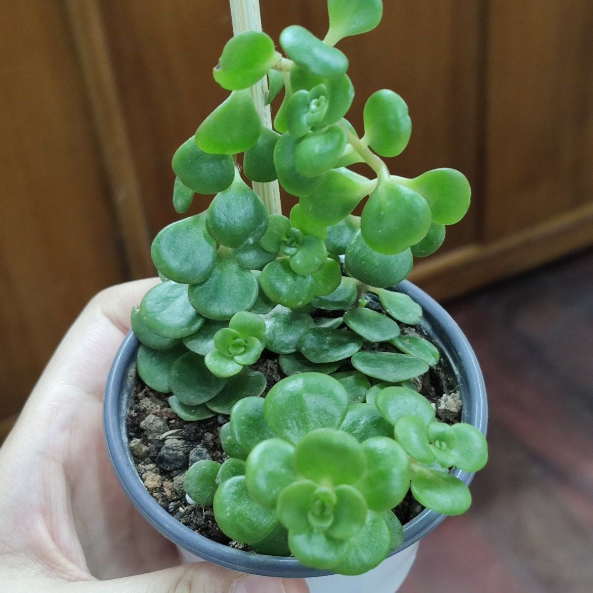 What Do Golden Japanese Stonecrop Flowers Mean?