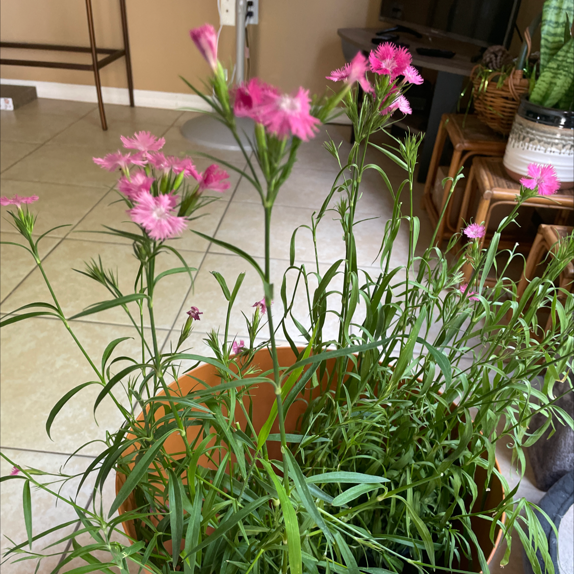 Propagating Chinese Pink: Step-by-Step Guide