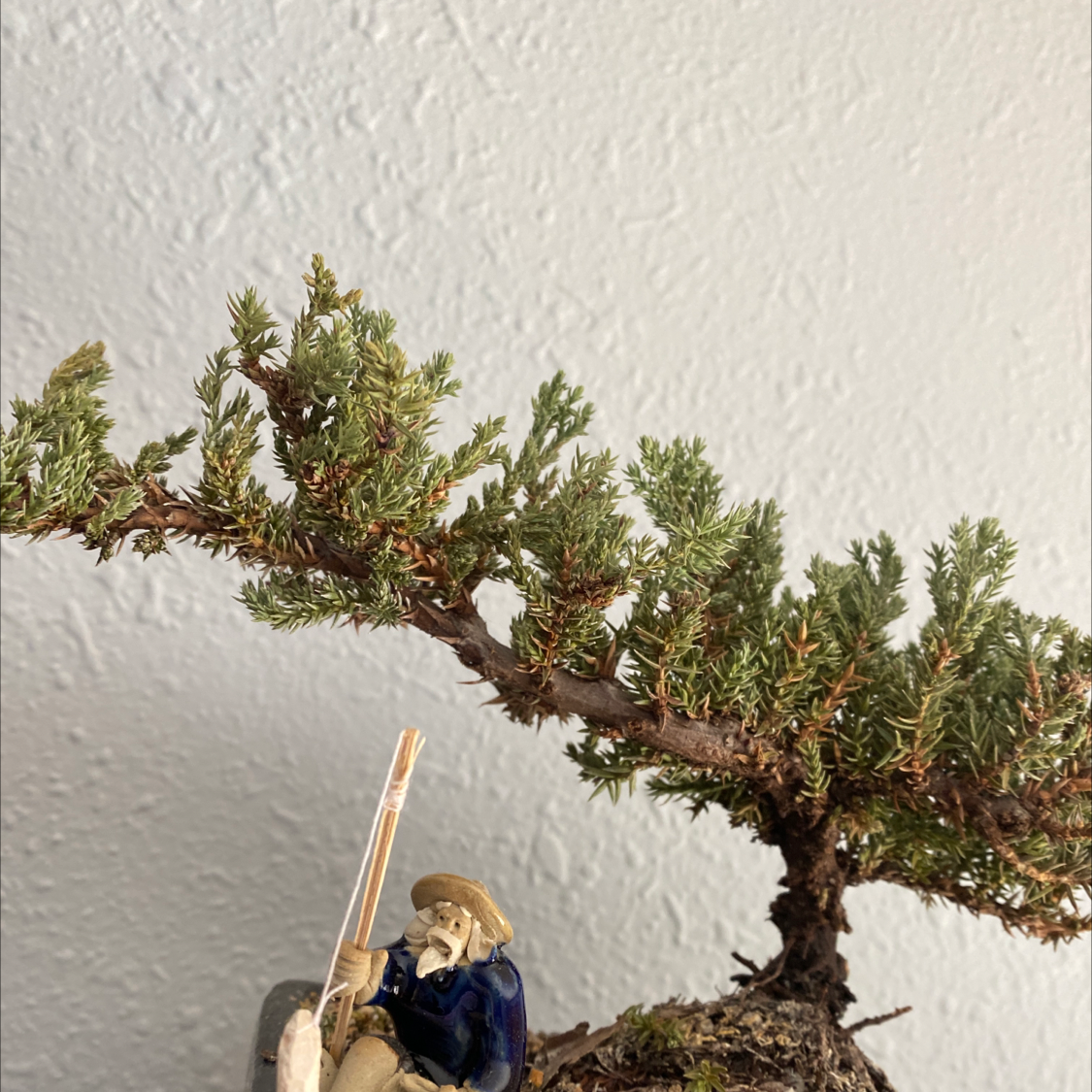 Japanese Garden Juniper Root Rot Solutions
