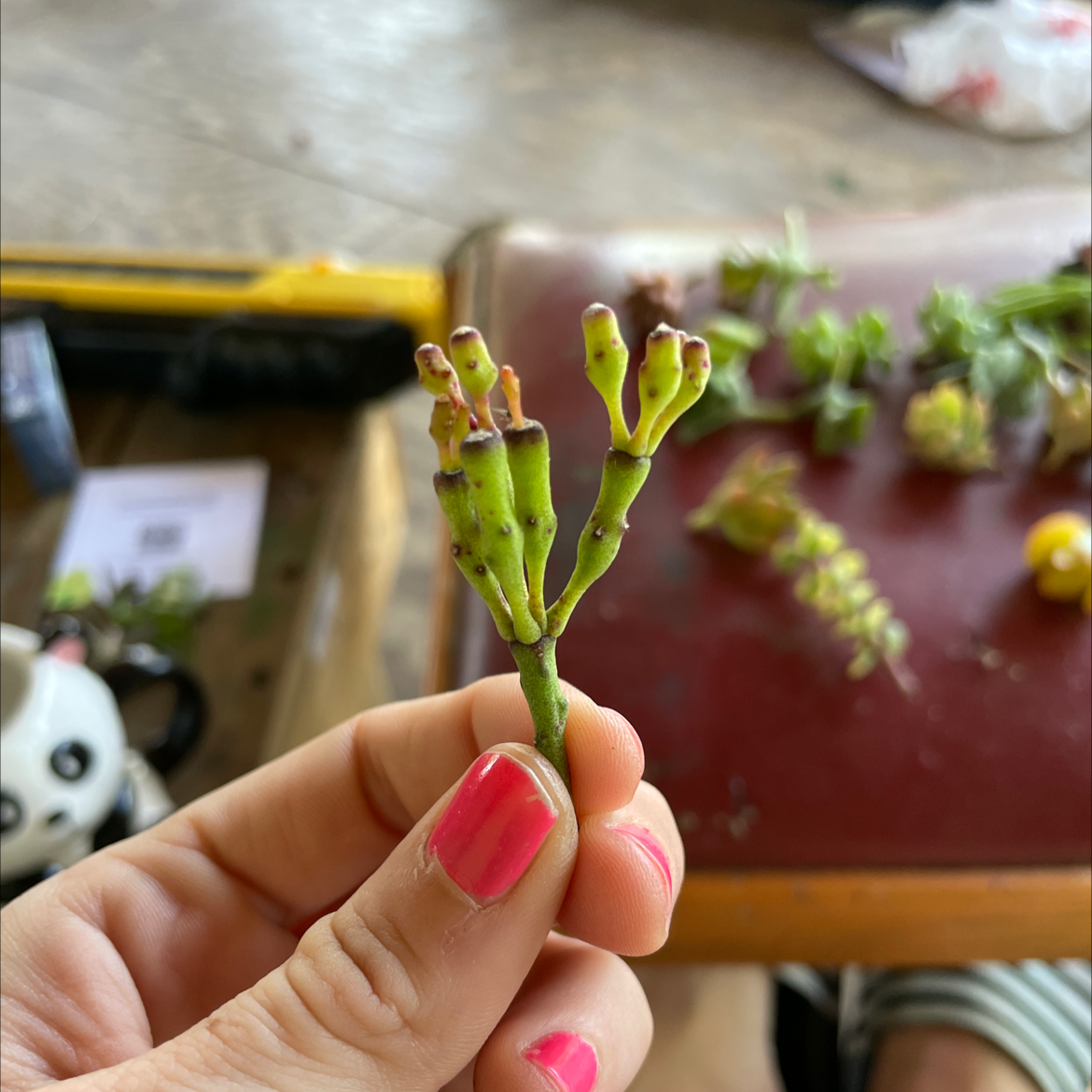 How to Propagate Your Dancing Bones