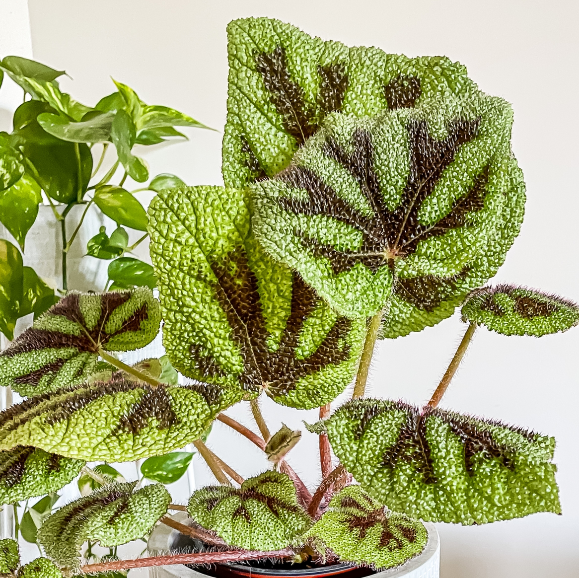 Iron Cross Begonia Root Rot Solutions