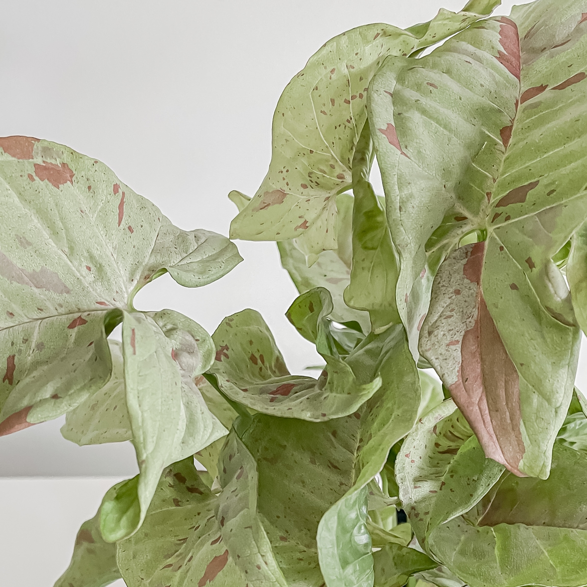 How to Propagate Your Confetti Syngonium