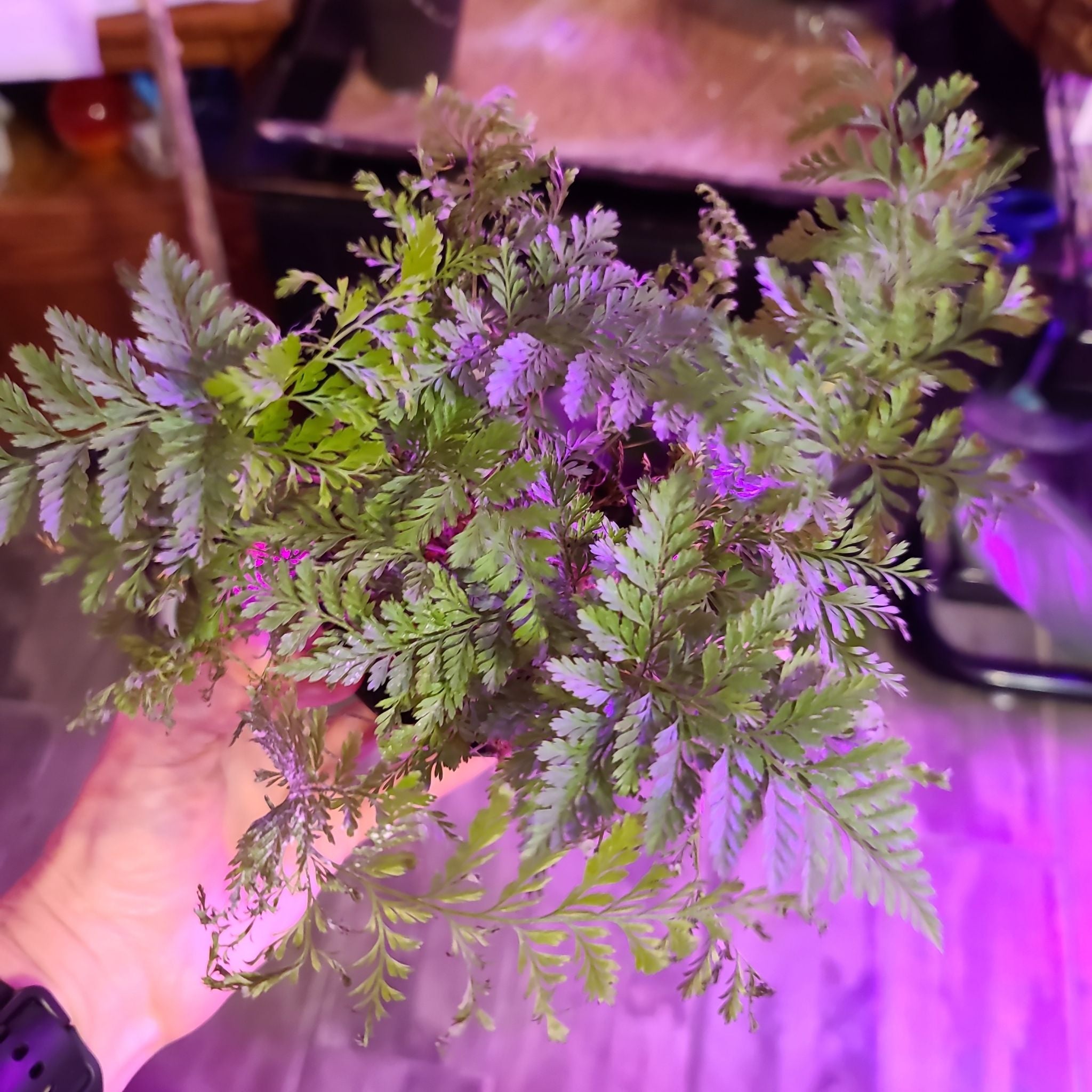 🐇 Propagating Black Rabbit's Foot Fern: The Ultimate Guide