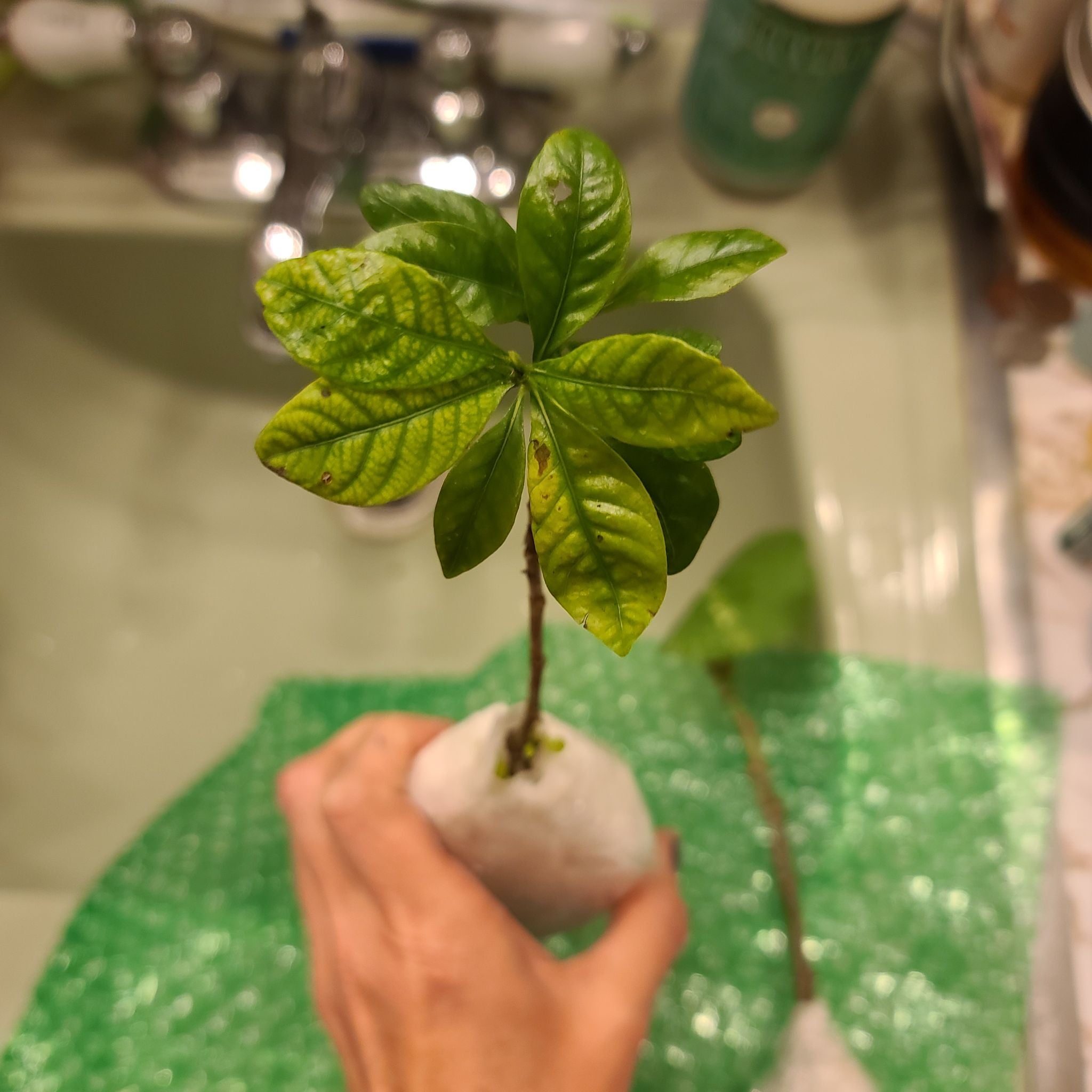 What Is A Good Temperature Range For My Gardenia volkensii?