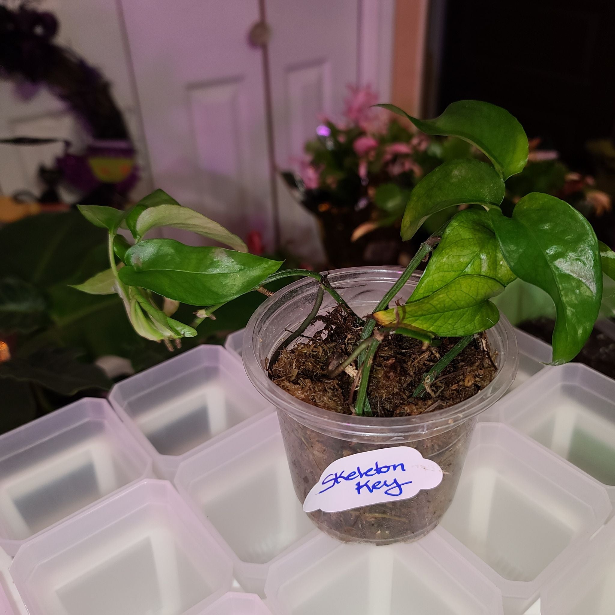 Personalized Skeleton Key Pothos Care: Water, Light, Nutrients | Greg App